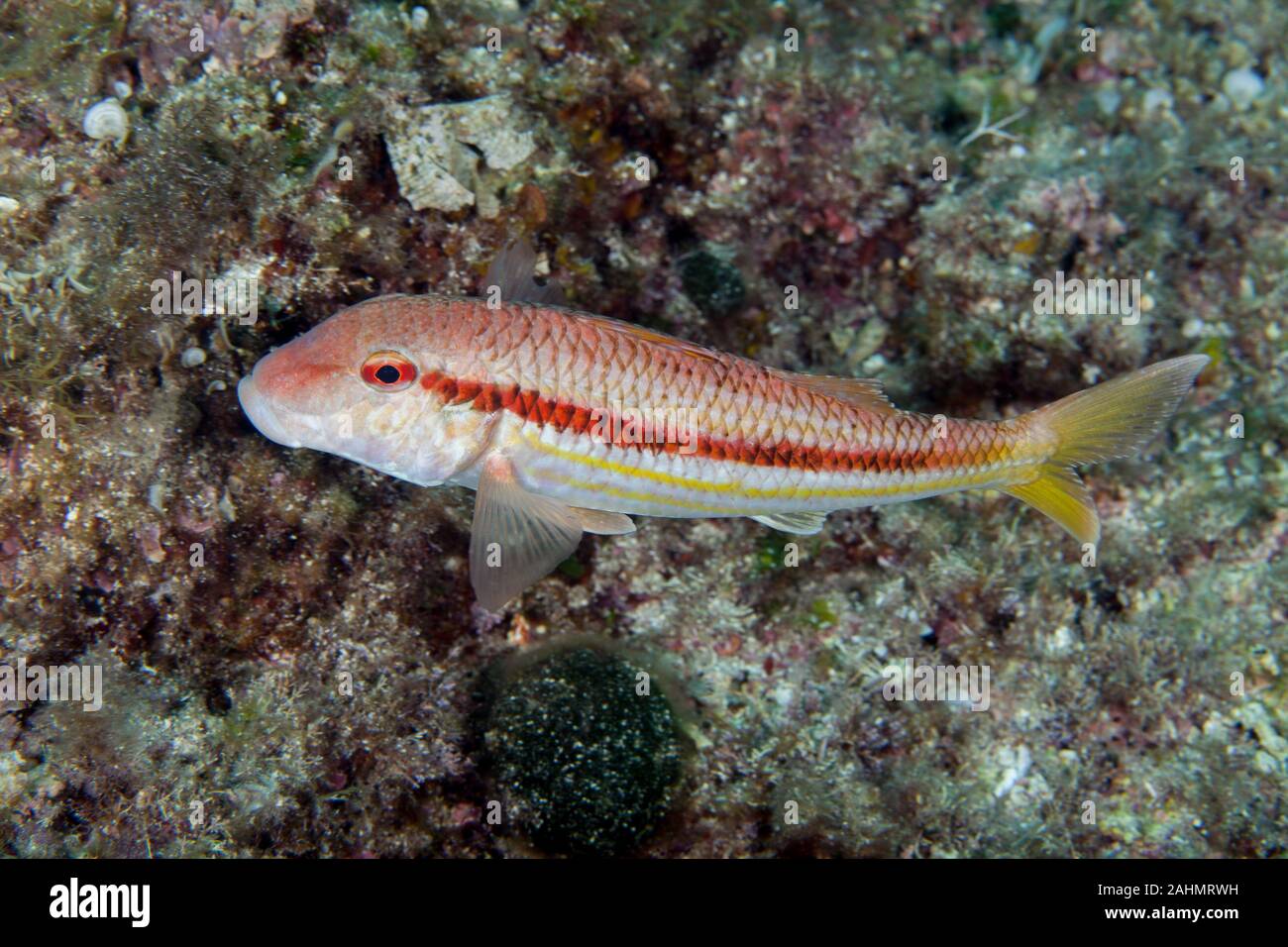 Striped red mullet, goatfish, Mullus surmuletus Stock Photo - Alamy