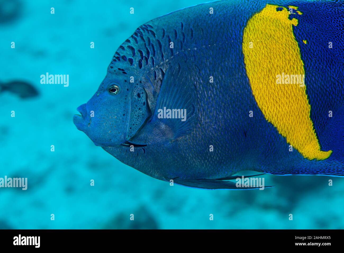 Angelfish, Pomacanthus maculosus Stock Photo - Alamy