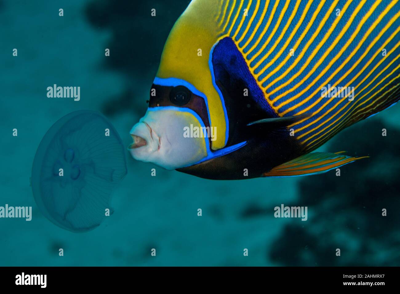 The emperor angelfish eating jellyfish, Pomacanthus imperator Stock ...