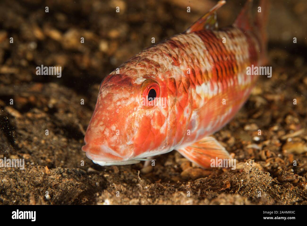 Striped red mullet, Mullus surmuletus Stock Photo - Alamy
