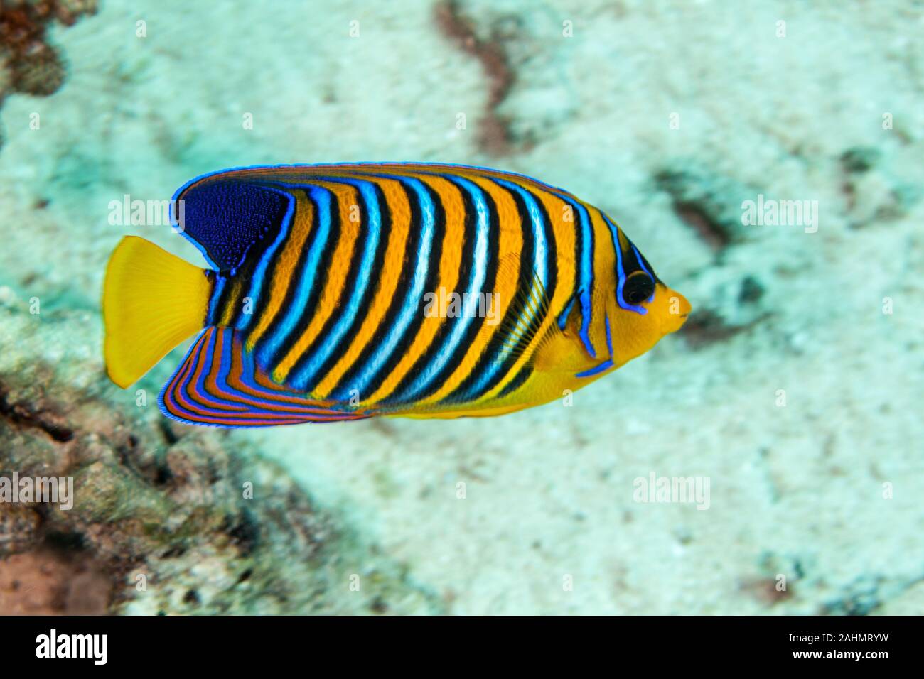 The royal angelfish or regal angelfish, Pygoplites diacanthus Stock ...