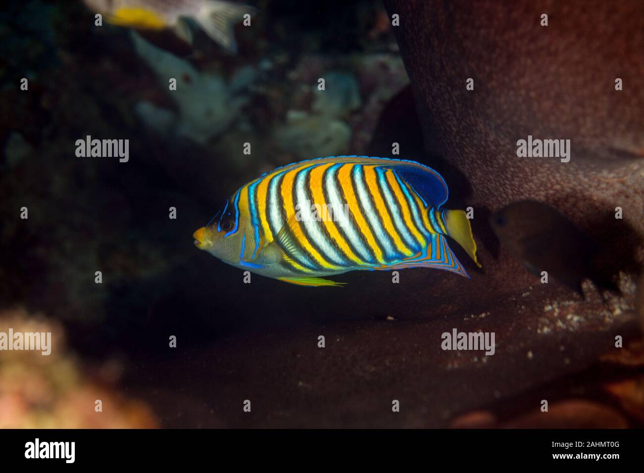 The royal angelfish or regal angelfish, Pygoplites diacanthus Stock ...