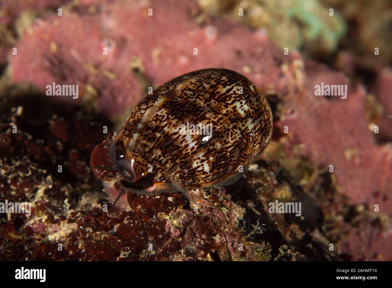 Cypraeidae cowry sea snails Stock Photo - Alamy