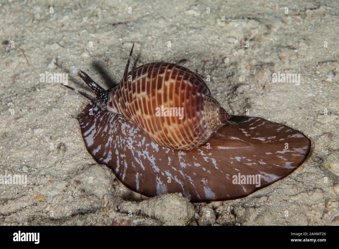 Malea hi-res stock photography and images - Alamy
