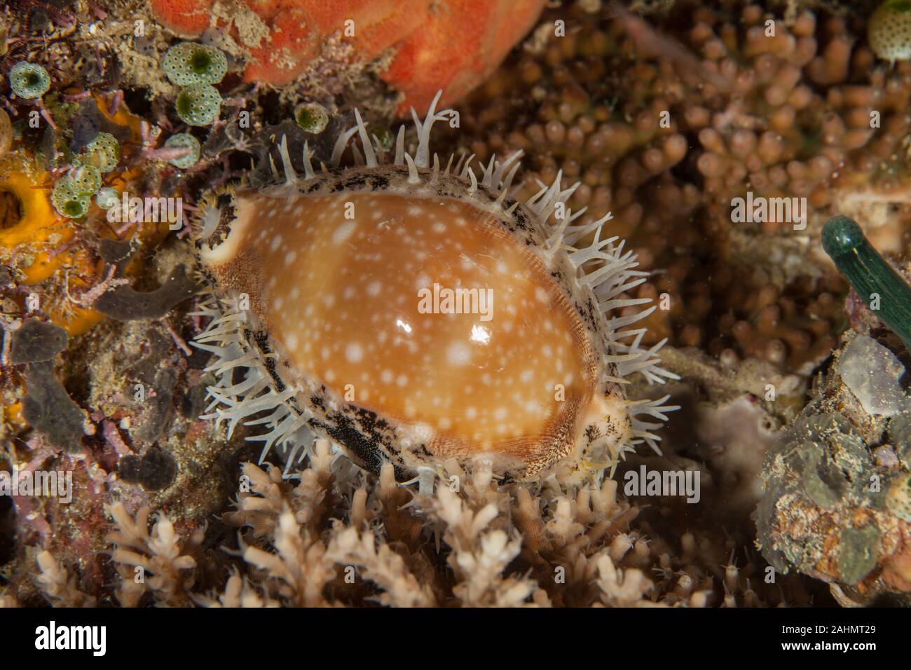 Cypraeidae cowry sea snails Stock Photo - Alamy