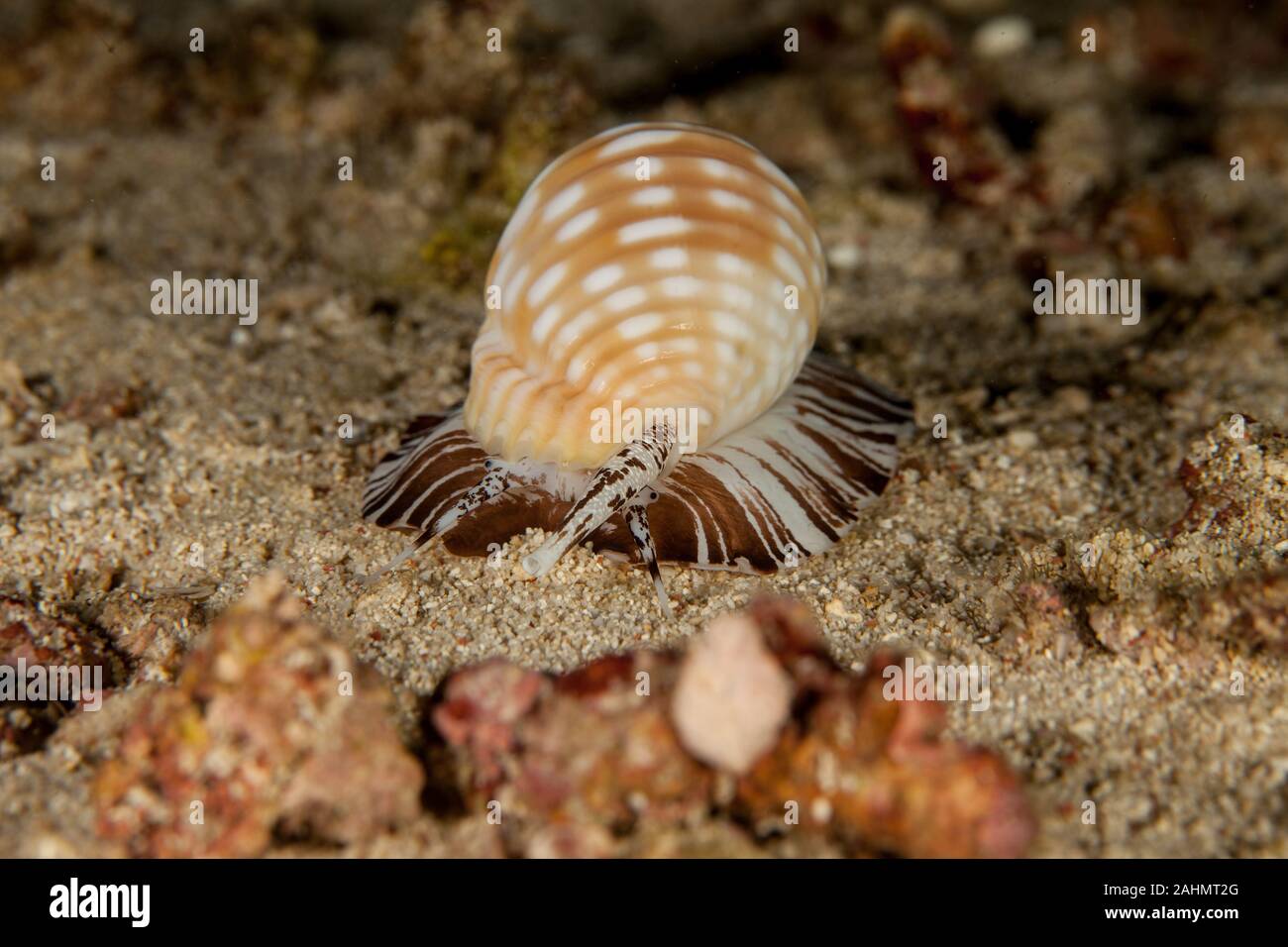 Malea Pomum sea snails Stock Photo - Alamy