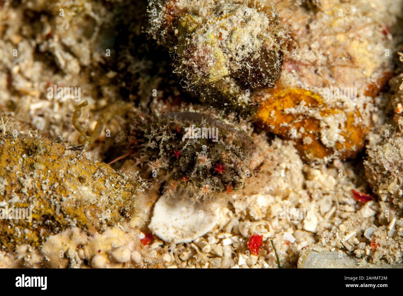 Muricoidea Olividae sea snails Stock Photo - Alamy