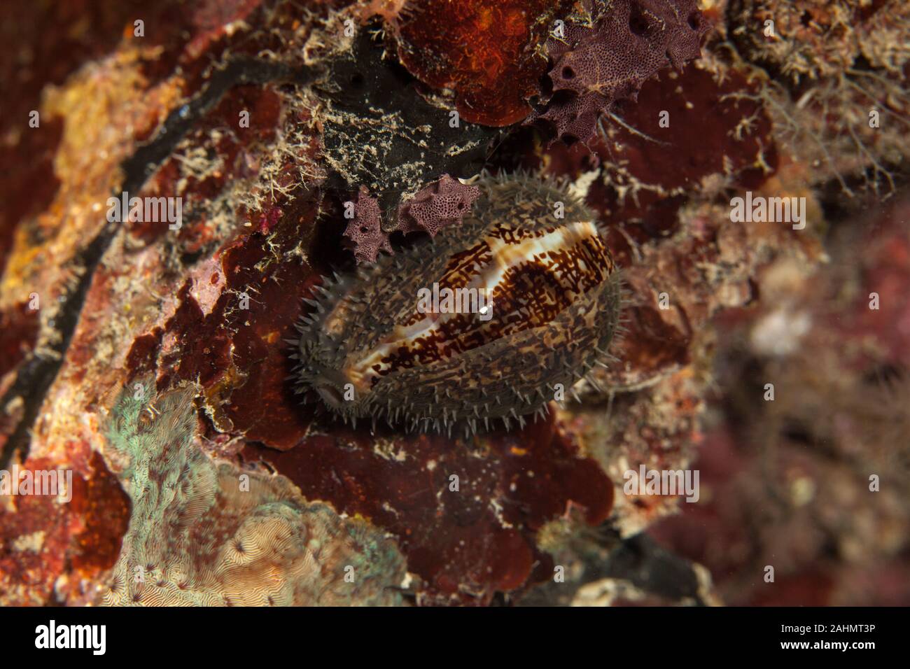 Cypraeidae cowry sea snails Stock Photo - Alamy