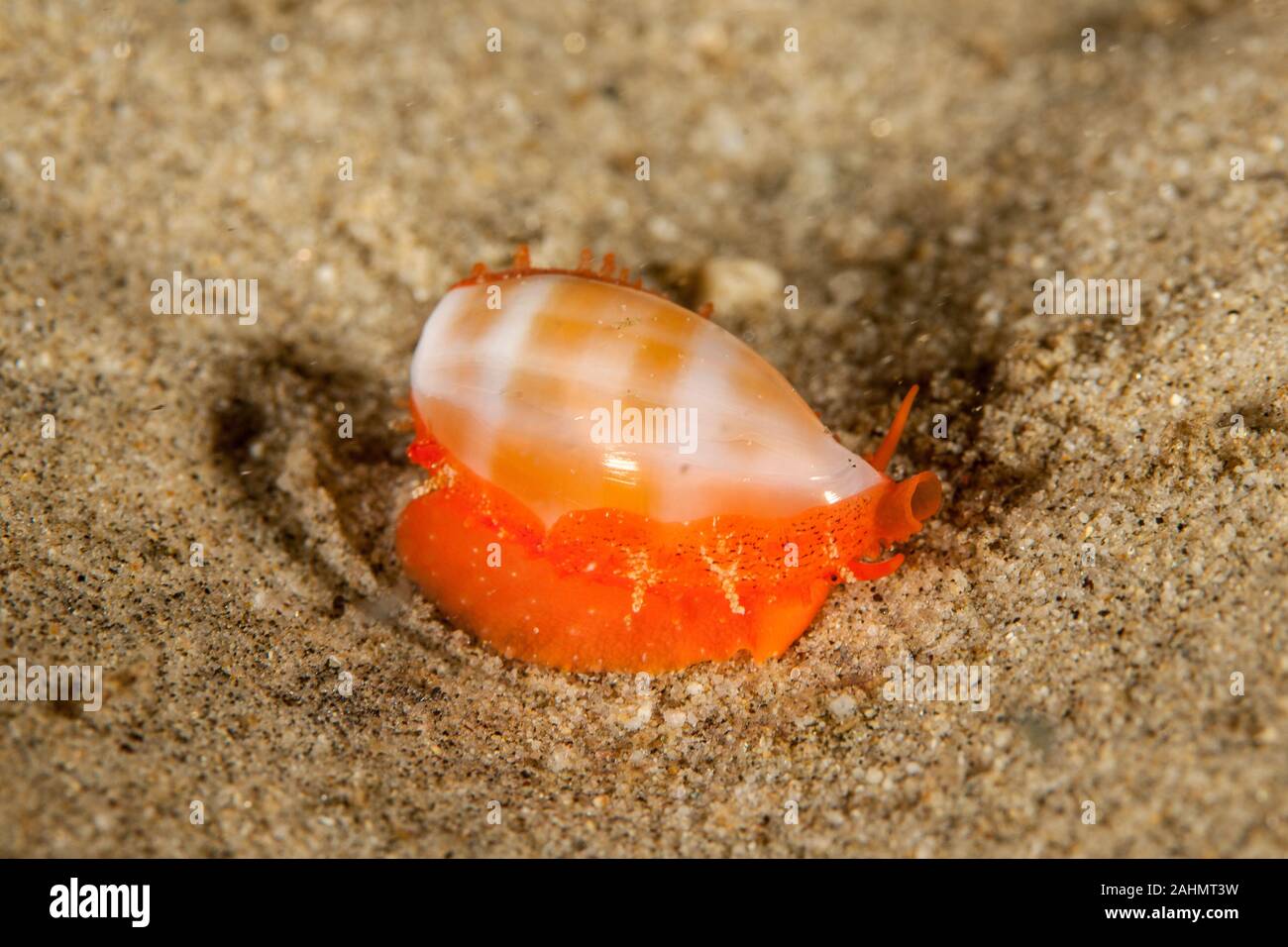 Cypraeidae cowry sea snails Stock Photo - Alamy