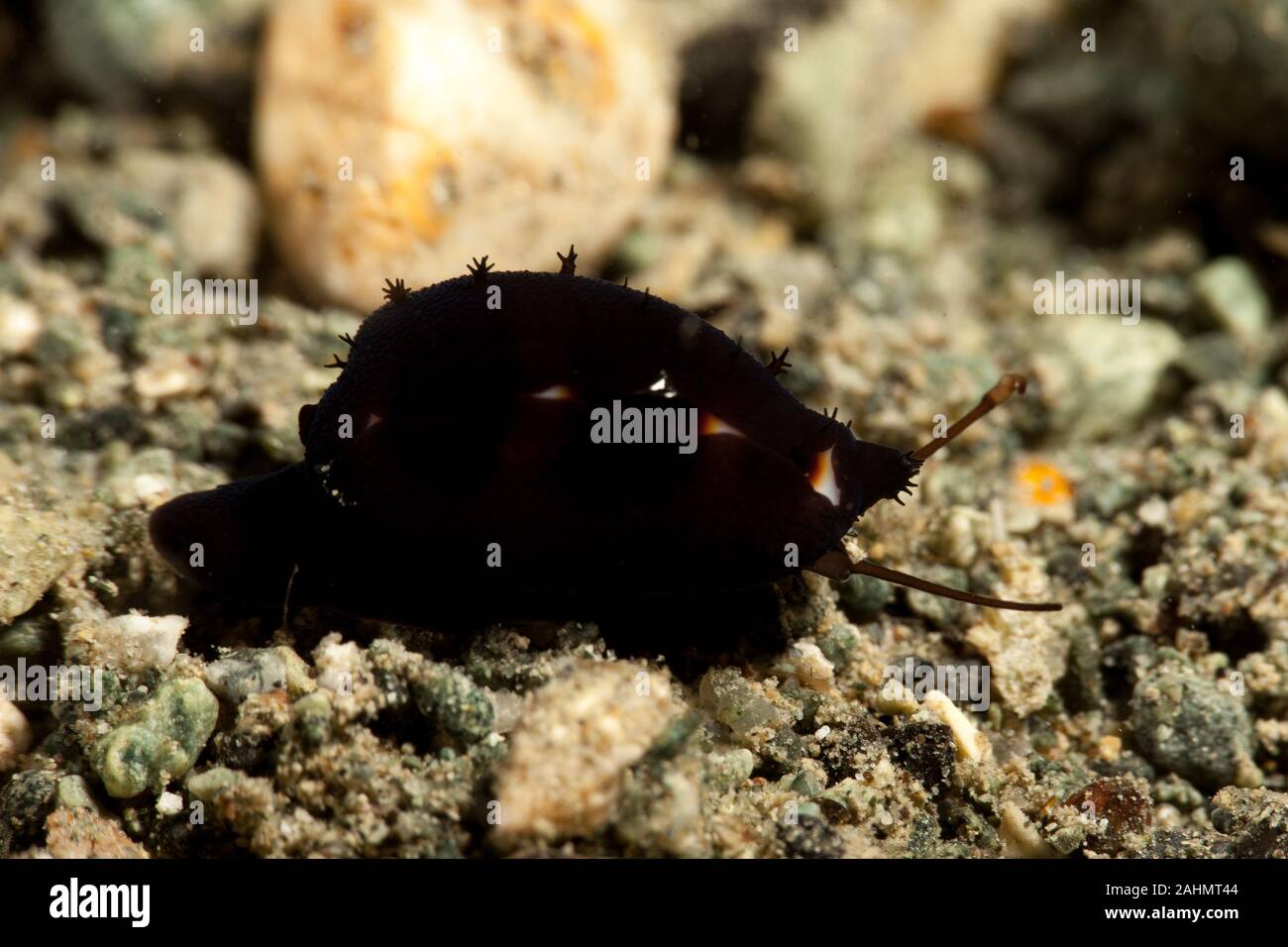 Cypraeidae cowry sea snails Stock Photo - Alamy