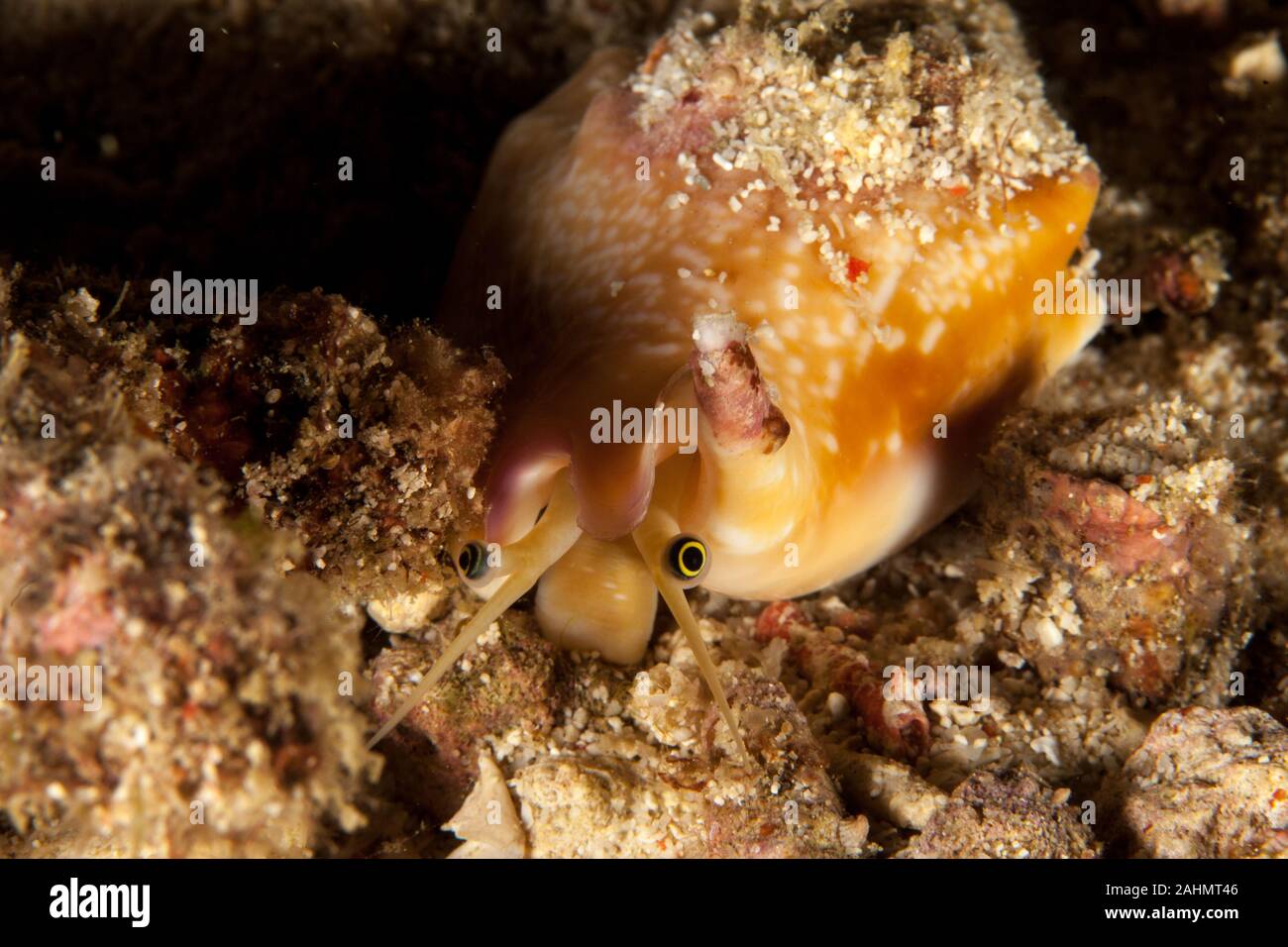 Strombidae sea snails Stock Photo - Alamy