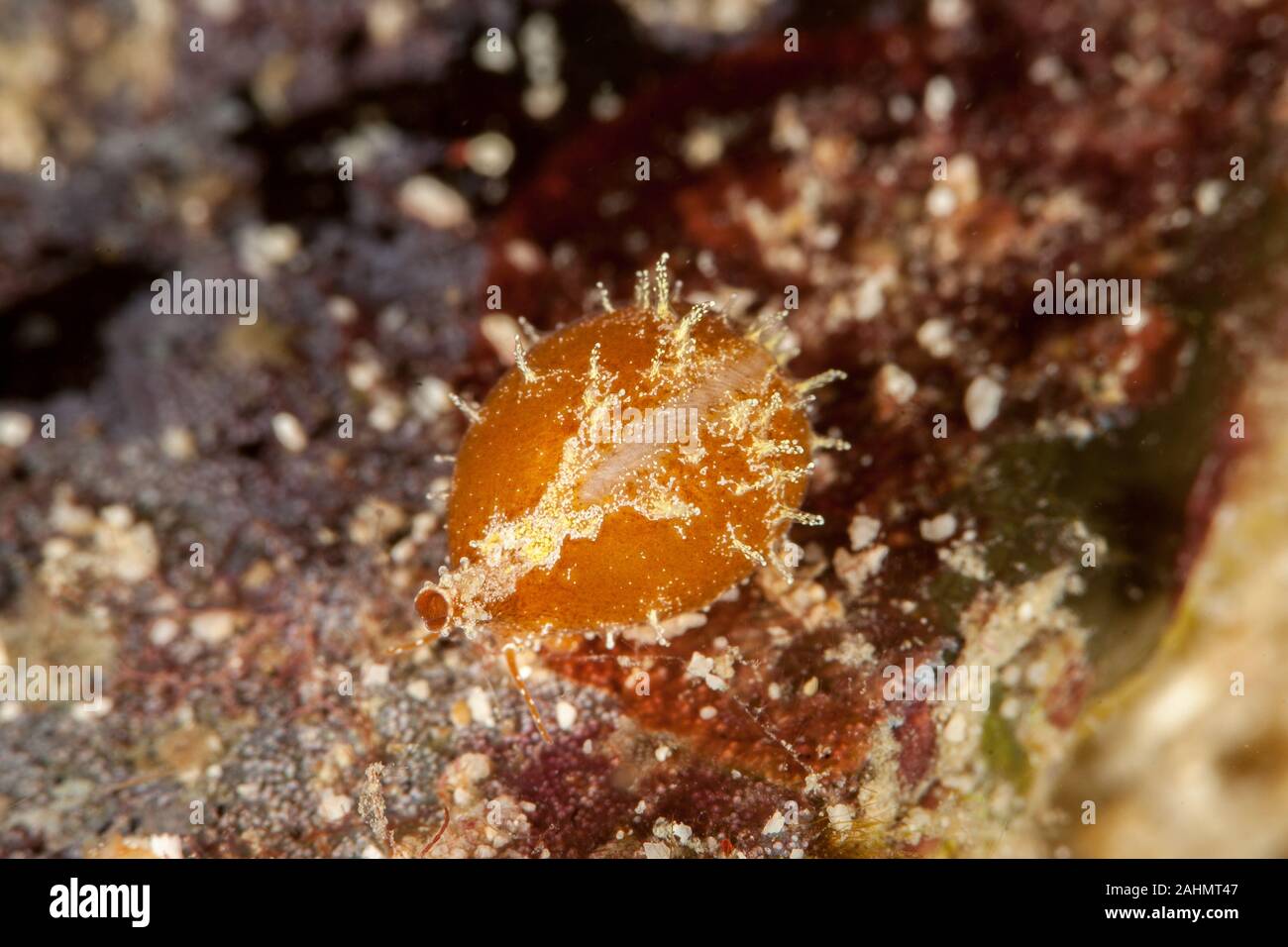 Cypraeidae cowry sea snails Stock Photo - Alamy