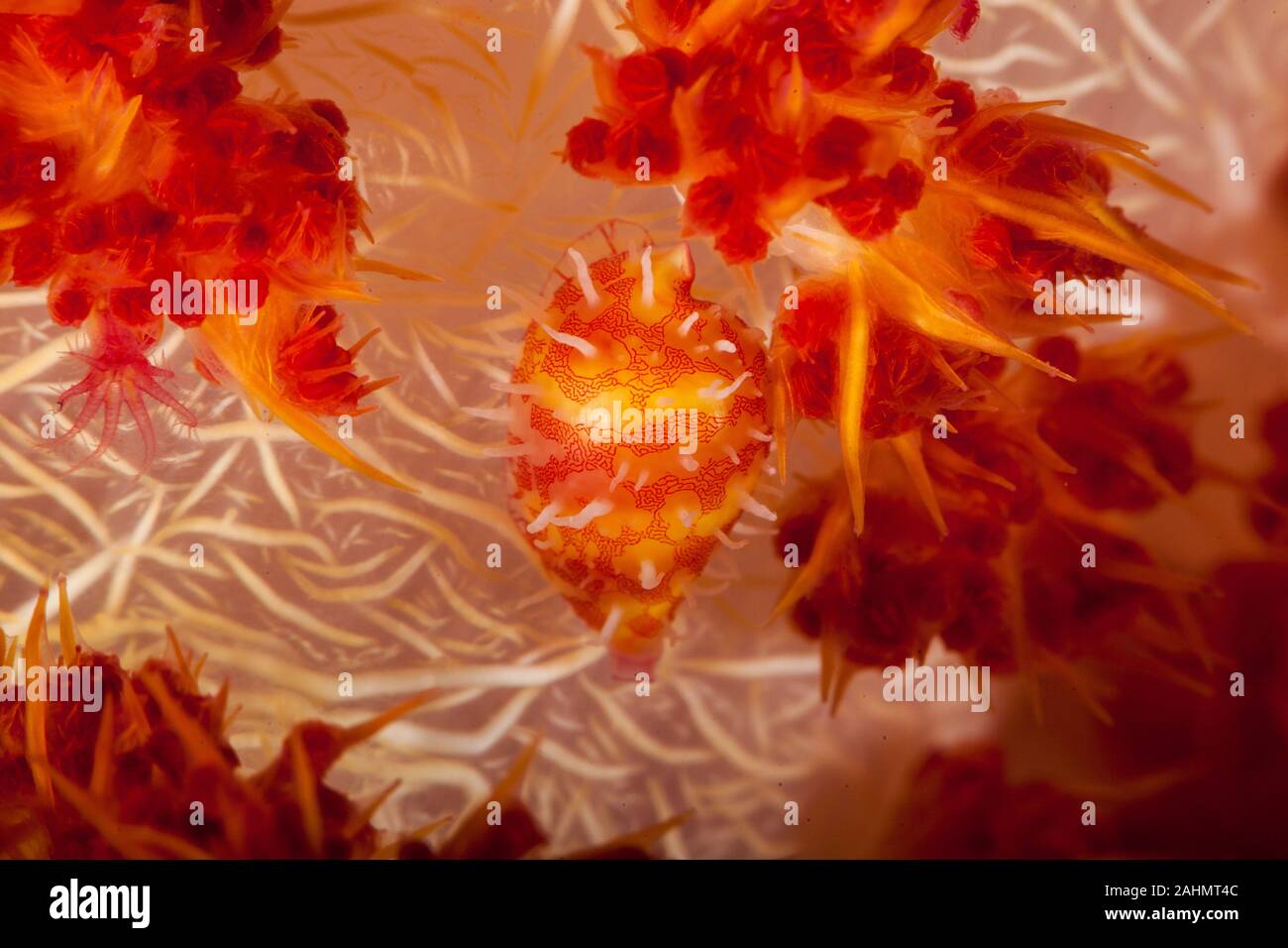 Diminovula stigma sea snails Stock Photo - Alamy