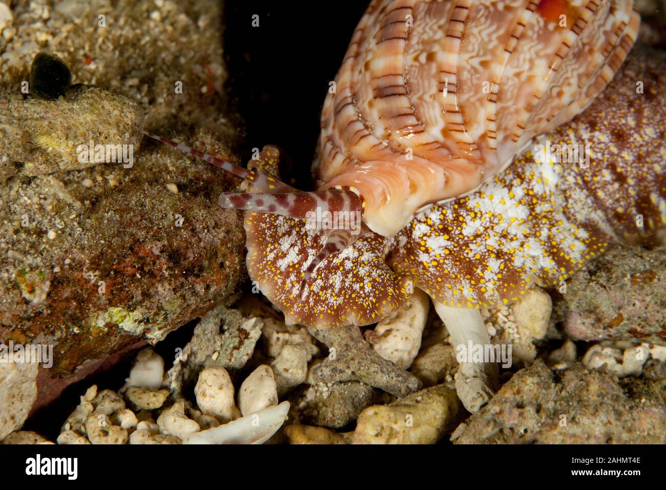 Harpidae hi-res stock photography and images - Alamy