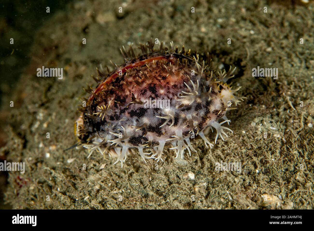 Cypraeidae cowry sea snails Stock Photo - Alamy