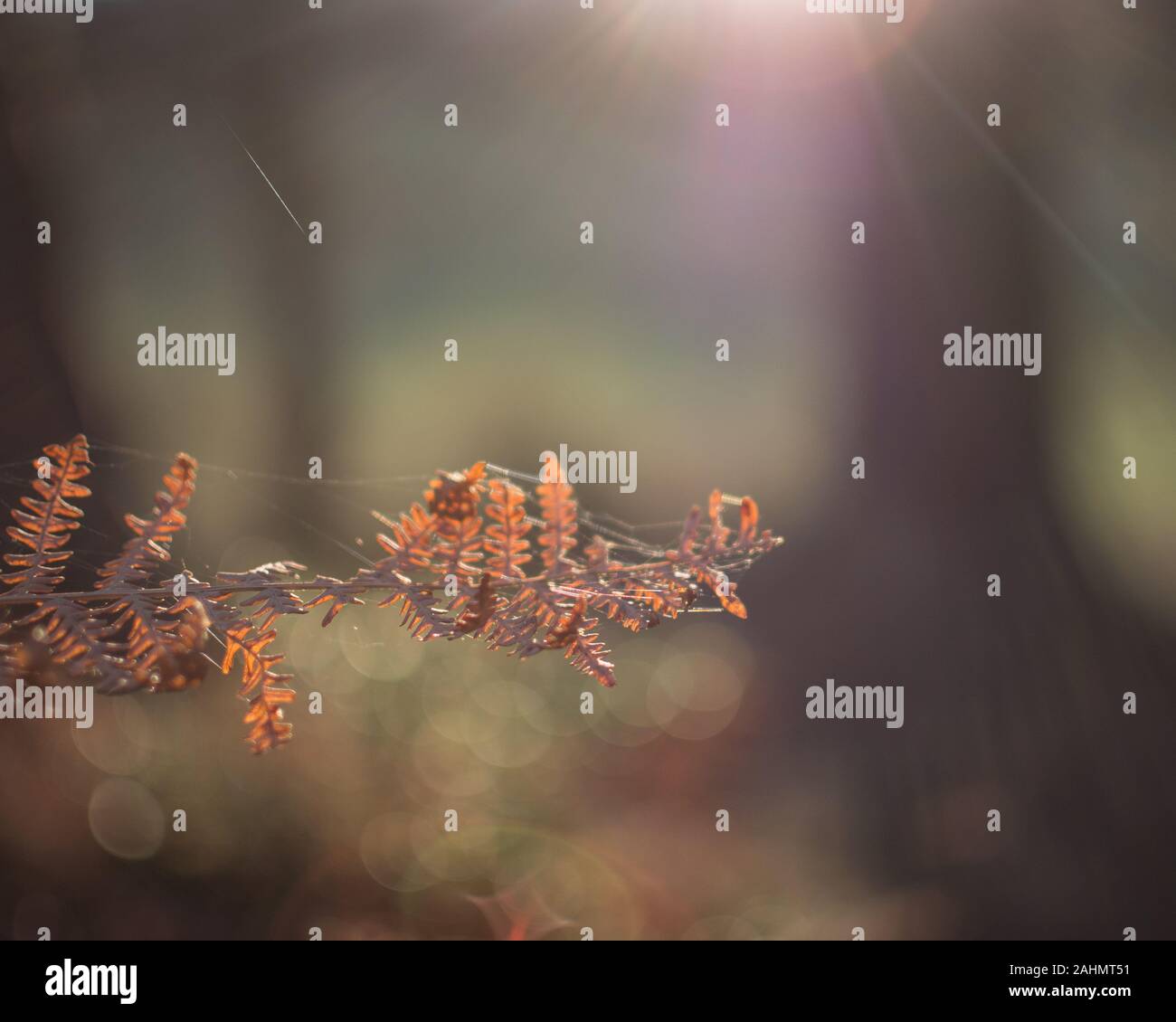 Bracken walking hiking autumn hi-res stock photography and images - Alamy