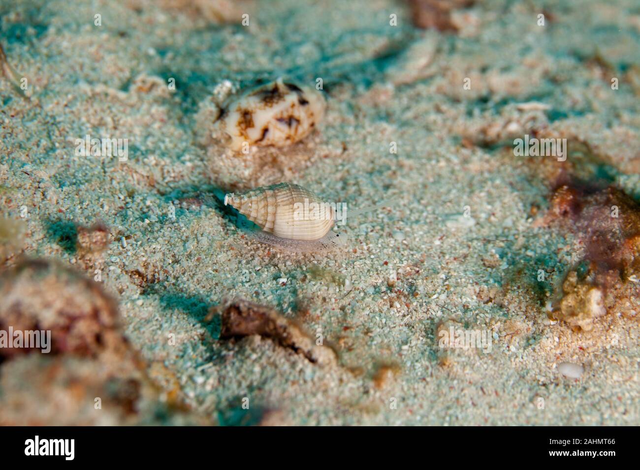 Muricoidea Buccinidae sea snails Stock Photo - Alamy