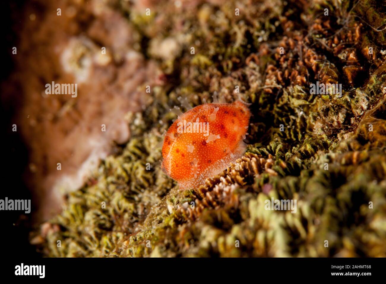 Cypraeidae cowry sea snails Stock Photo - Alamy