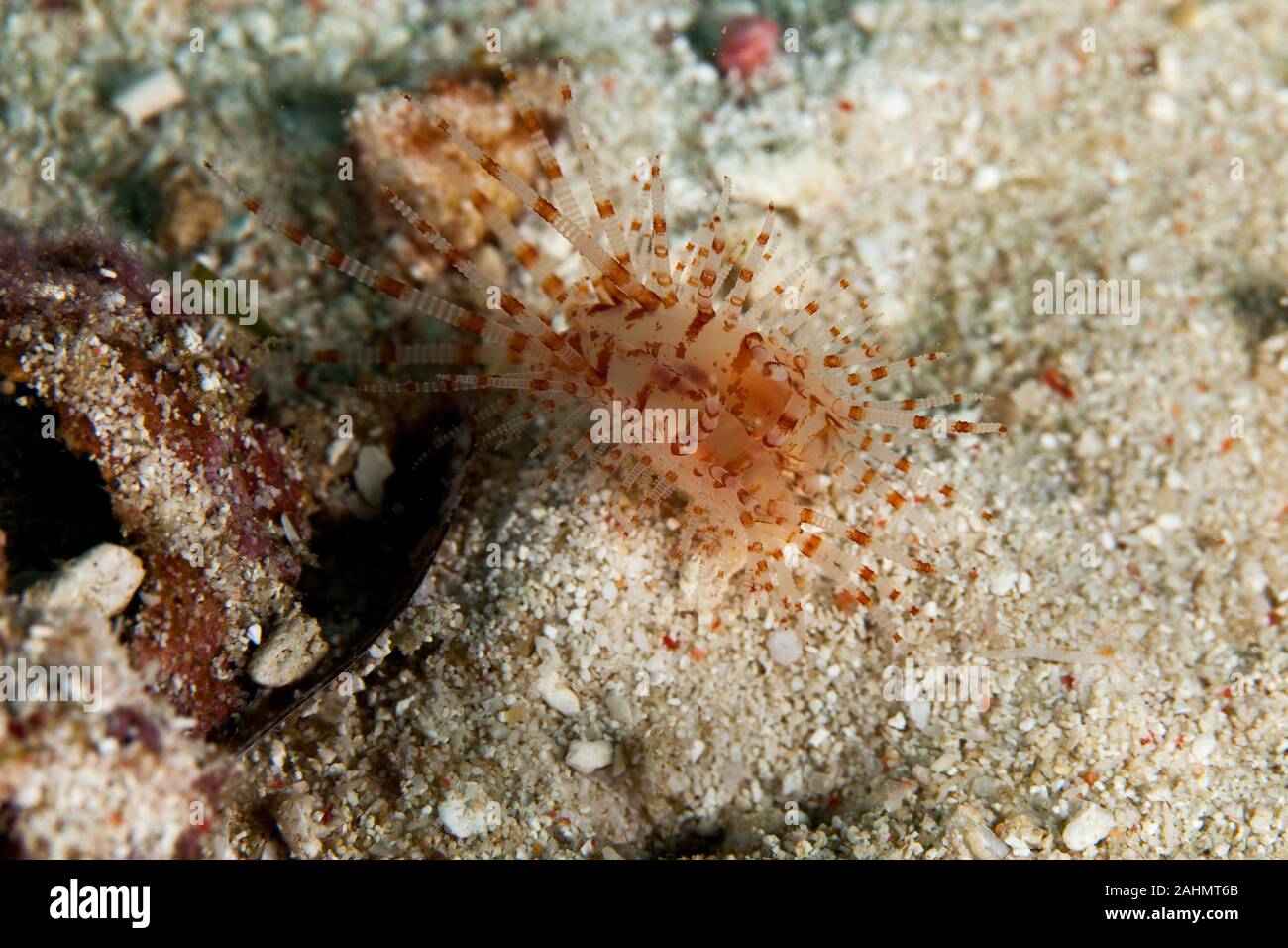 Limaria fragilis, the fragile file clam Stock Photo - Alamy