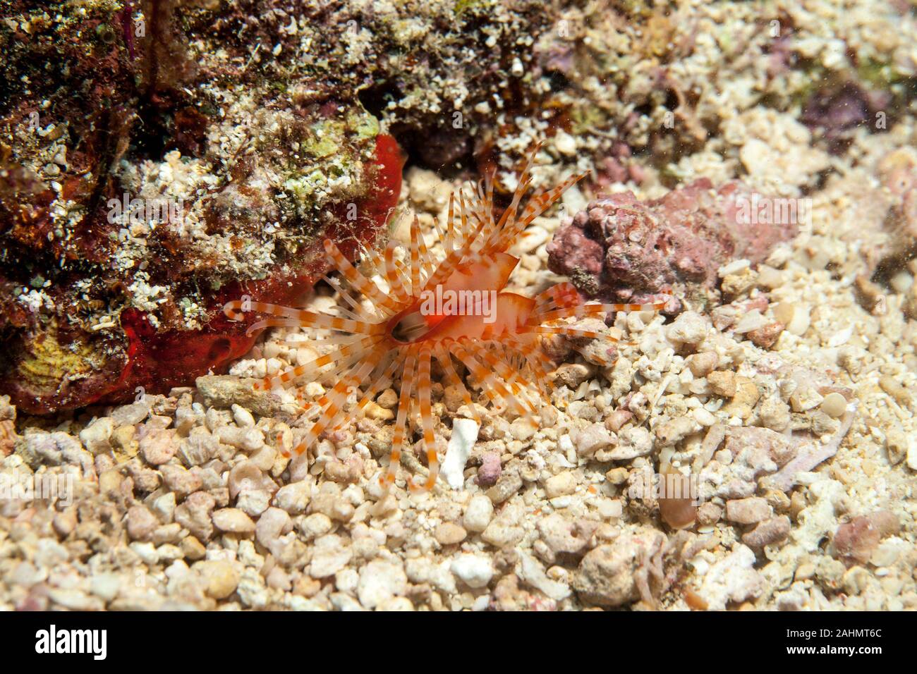 Limaria fragilis, the fragile file clam Stock Photo - Alamy