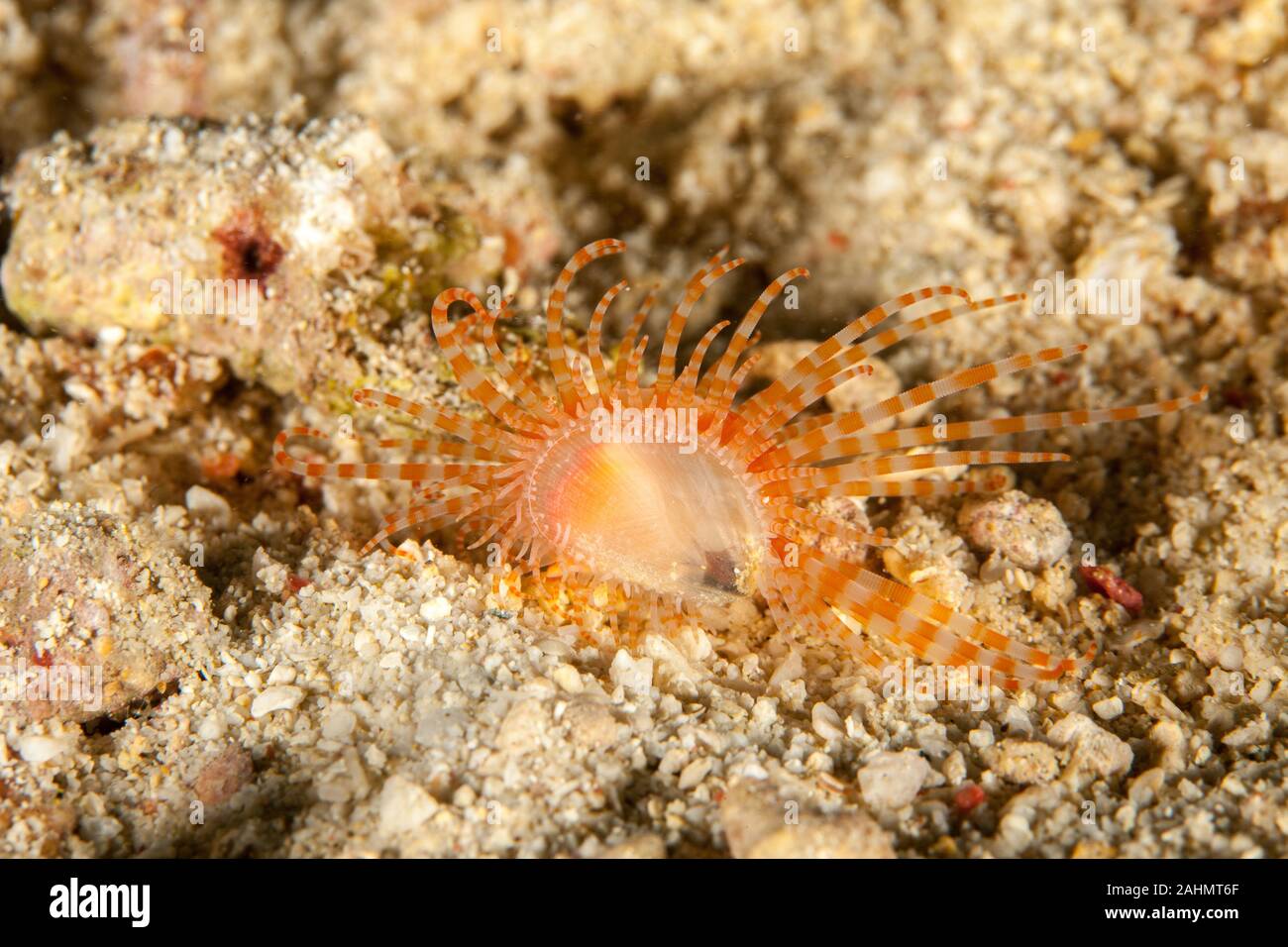 Limaria fragilis, the fragile file clam Stock Photo - Alamy