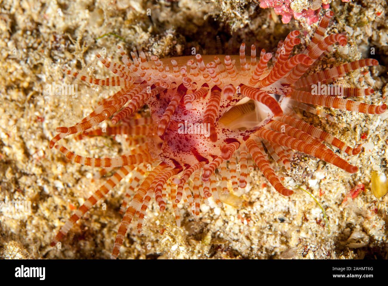 Limaria fragilis, the fragile file clam Stock Photo - Alamy