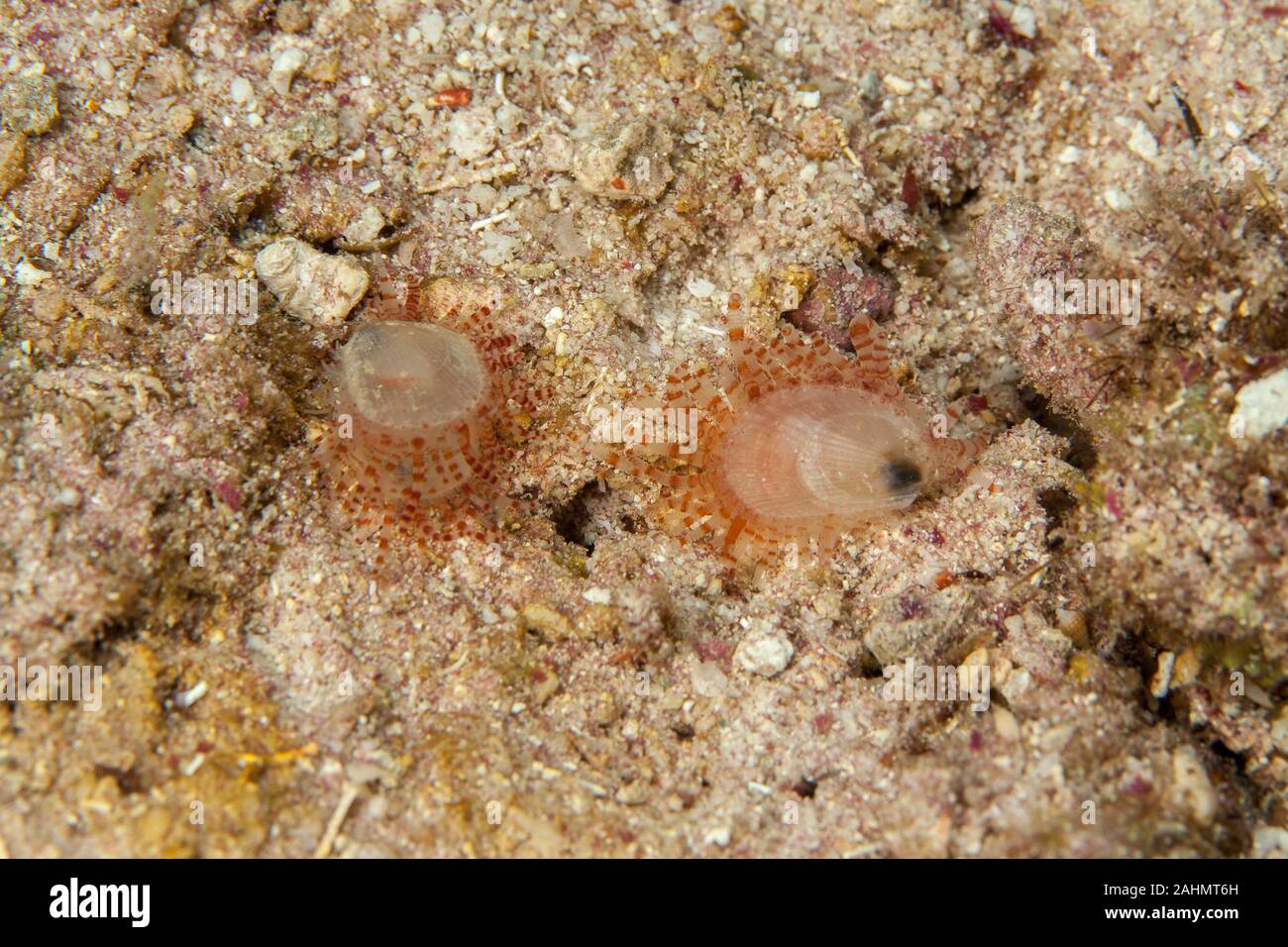 Limaria fragilis, the fragile file clam Stock Photo - Alamy