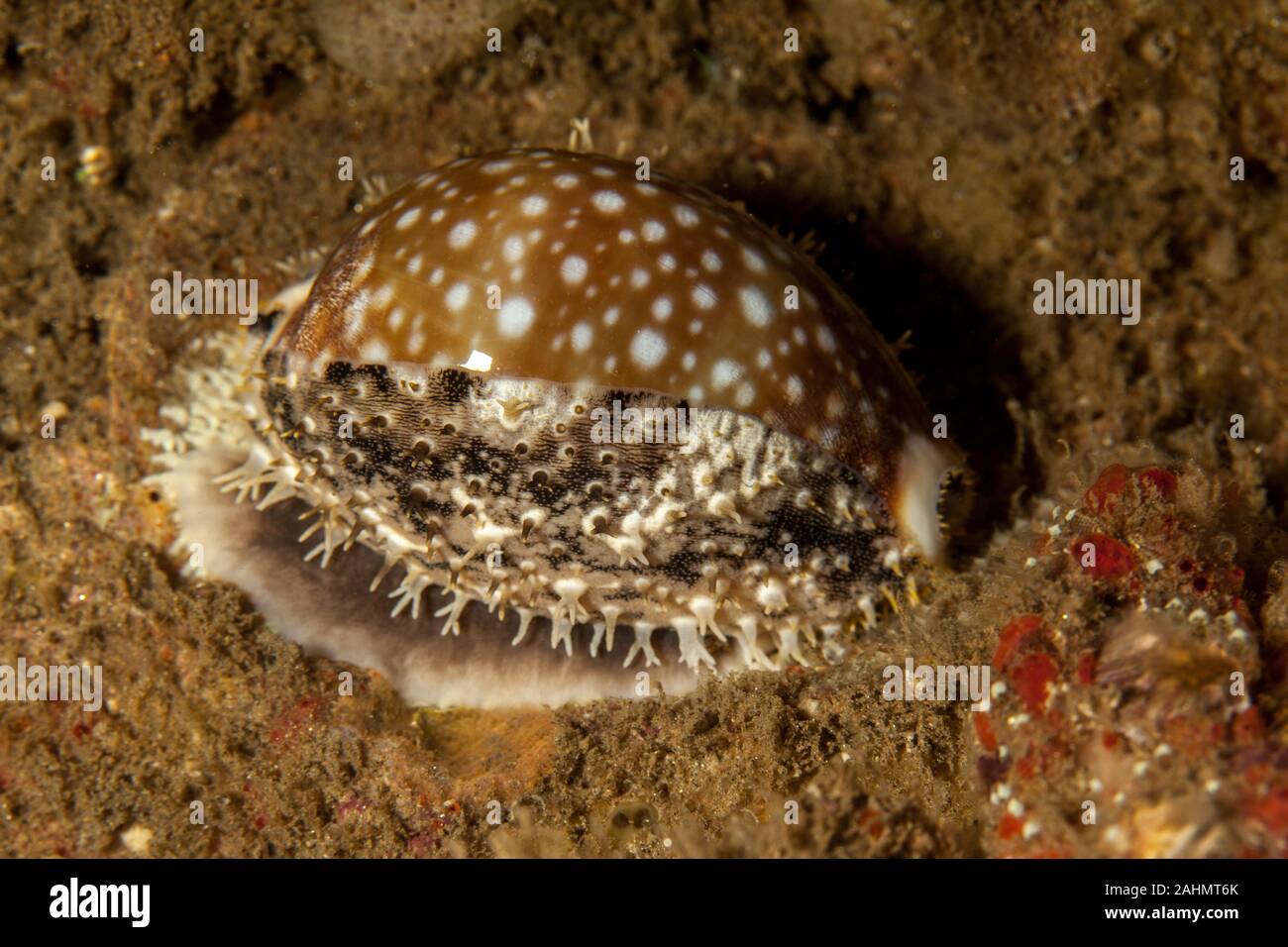 Cypraeidae cowry sea snails Stock Photo - Alamy