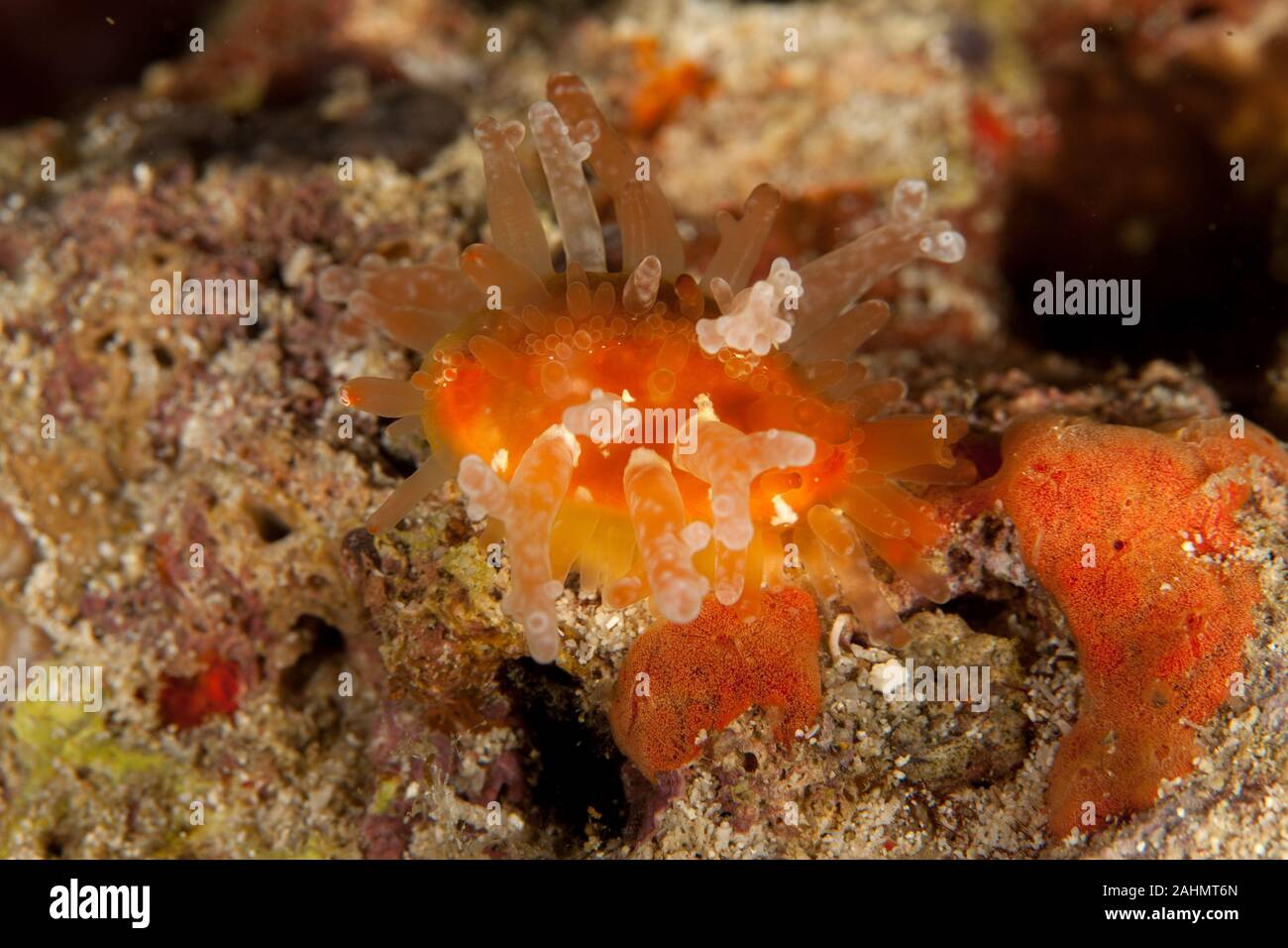 Cypraeidae cowry sea snails Stock Photo - Alamy