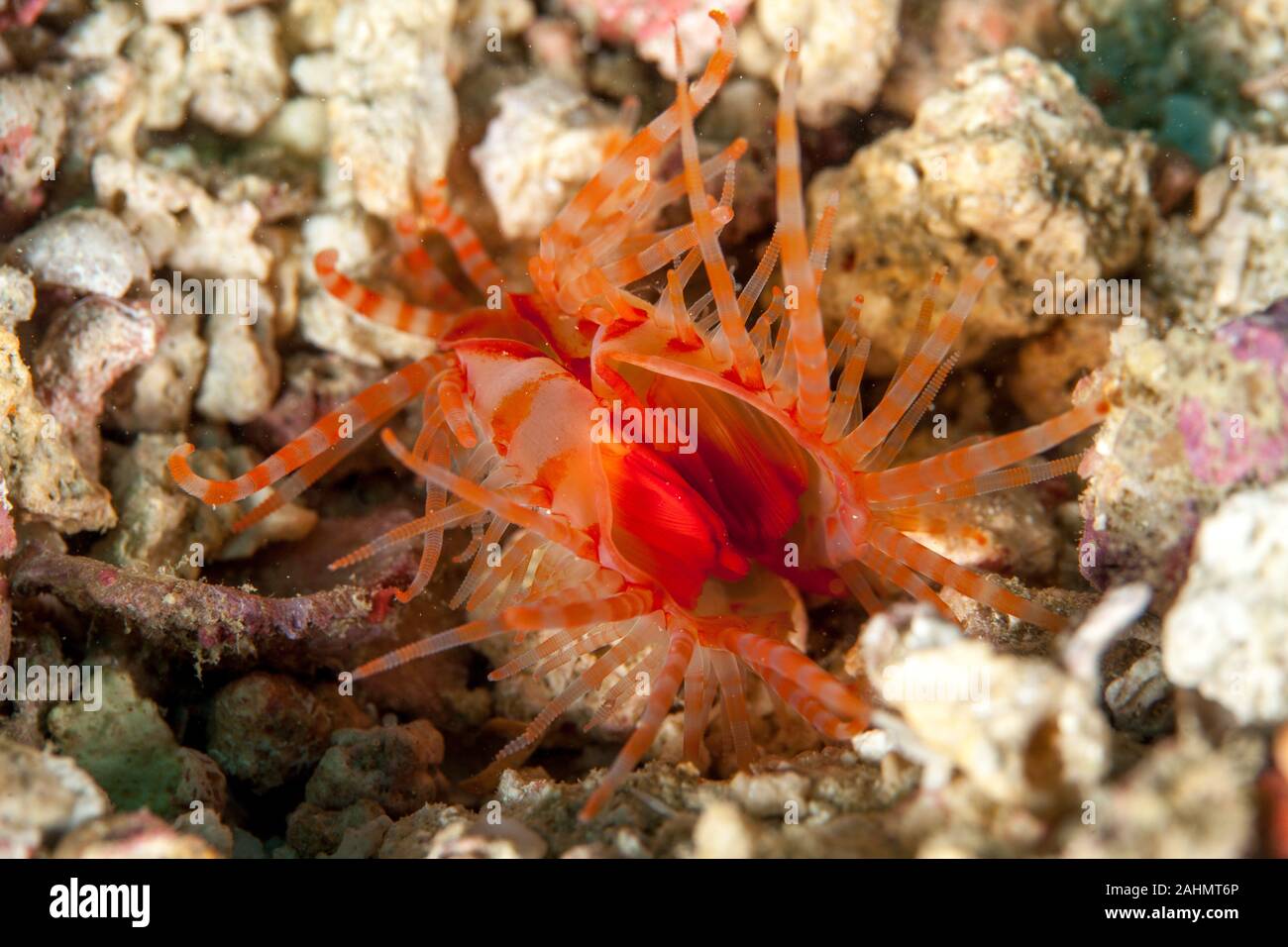 Fragile file shell hi-res stock photography and images - Alamy