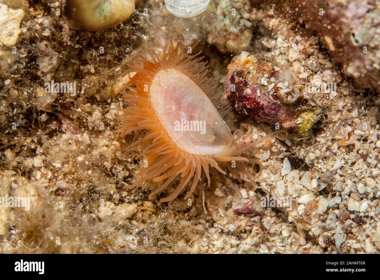 Limaria fragilis, the fragile file clam Stock Photo - Alamy