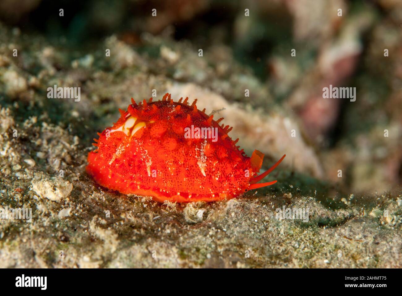 Cypraeidae cowry sea snails Stock Photo - Alamy
