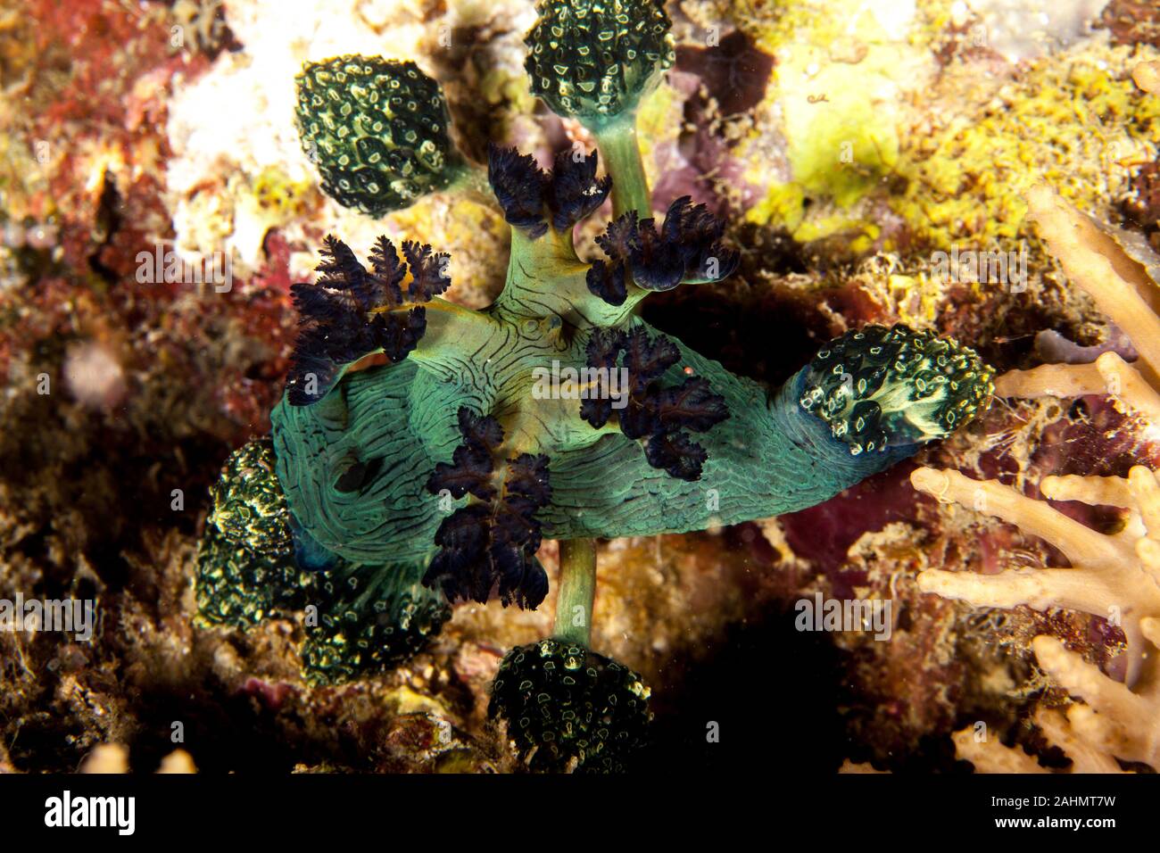 Milleri High Resolution Stock Photography and Images - Alamy