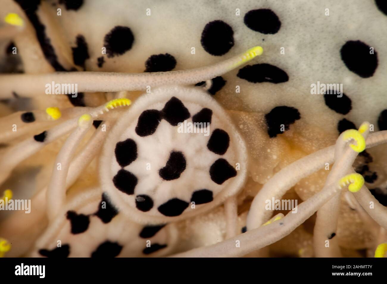 Myzostomid Worms - Myzostoma sp in feather star Stock Photo - Alamy