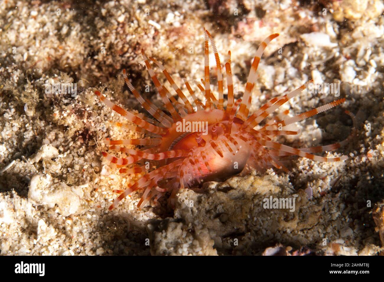 Fragile file shell hi-res stock photography and images - Alamy