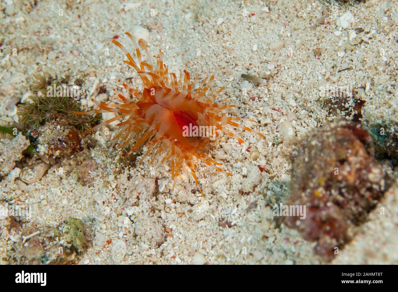 Limaria fragilis, the fragile file clam Stock Photo - Alamy