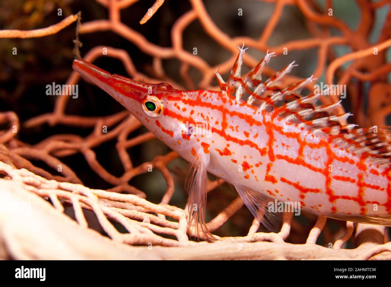 The hawkfishes are strictly tropical, perciform marine fishes of the ...