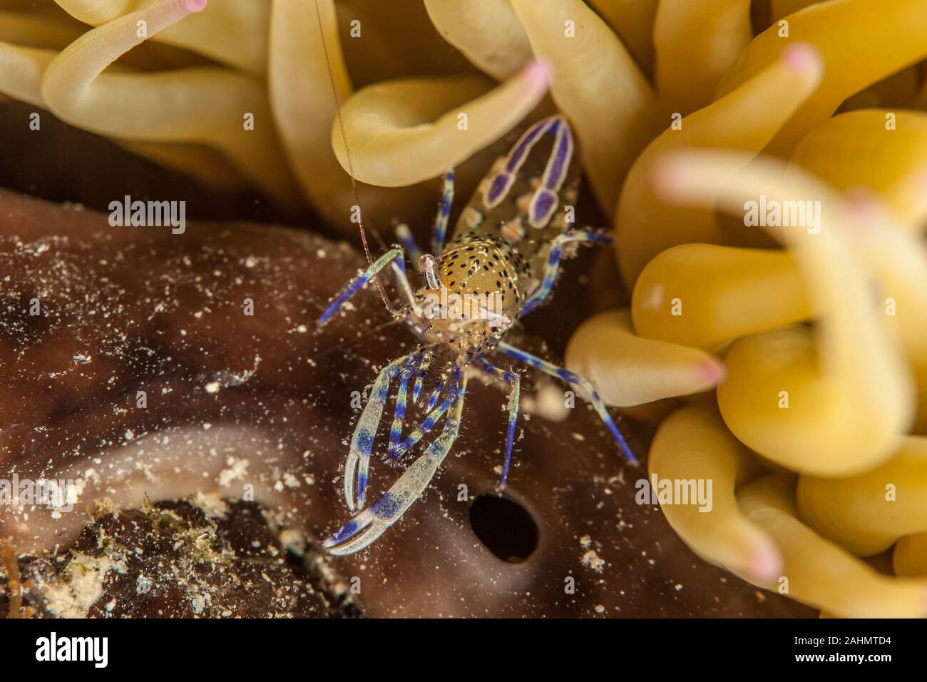 Periclimenes aegylios Partner shrimp Stock Photo - Alamy