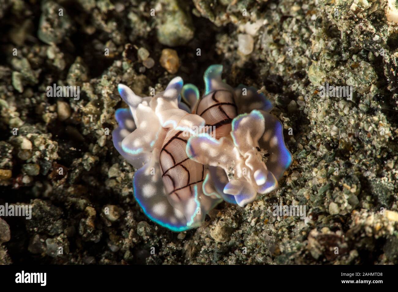 Micromelo hi-res stock photography and images - Alamy