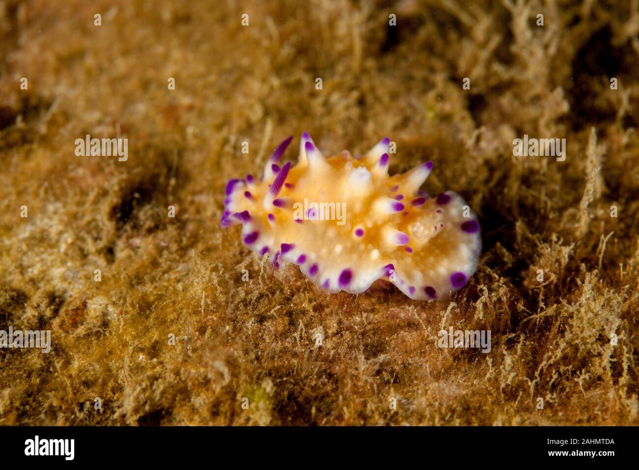 Multituberculata hi-res stock photography and images - Alamy