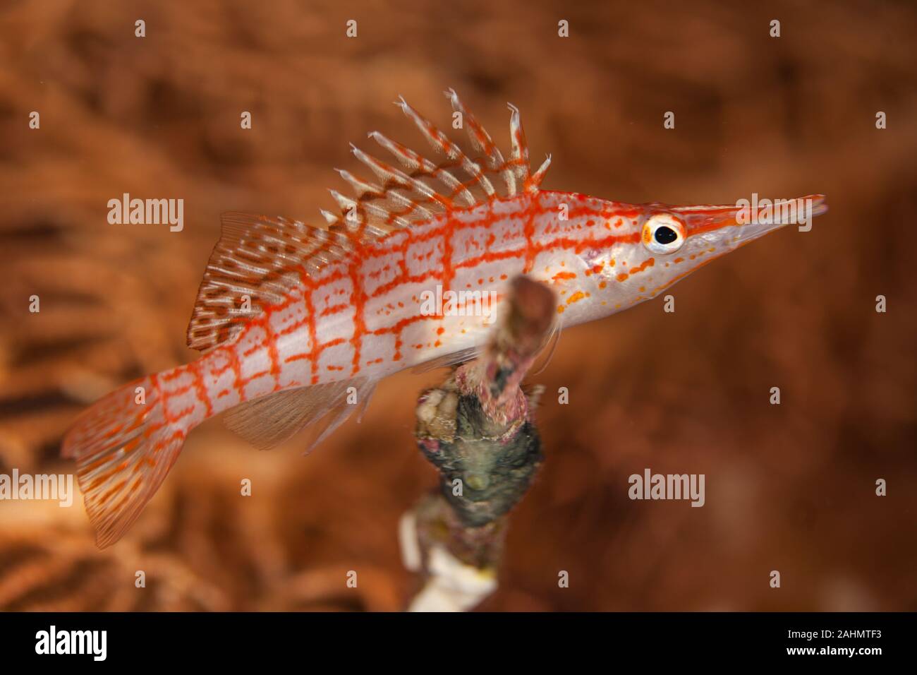 The hawkfishes are strictly tropical, perciform marine fishes of the ...