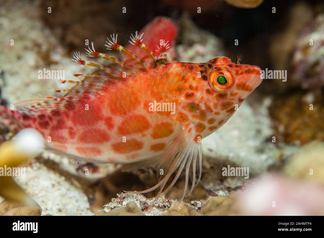 The hawkfishes are strictly tropical, perciform marine fishes of the ...
