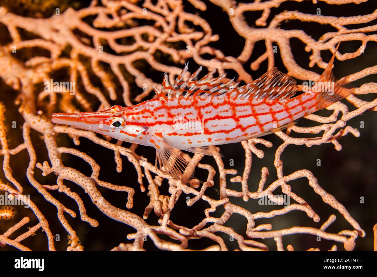 The hawkfishes are strictly tropical, perciform marine fishes of the ...