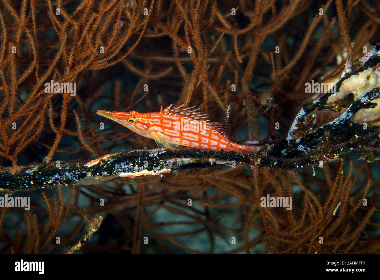 Coral reef associated fish hi-res stock photography and images - Alamy