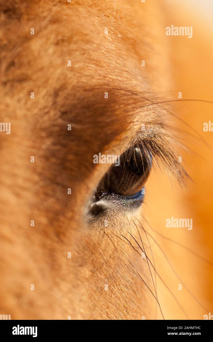 Horse eye cover hi-res stock photography and images - Alamy
