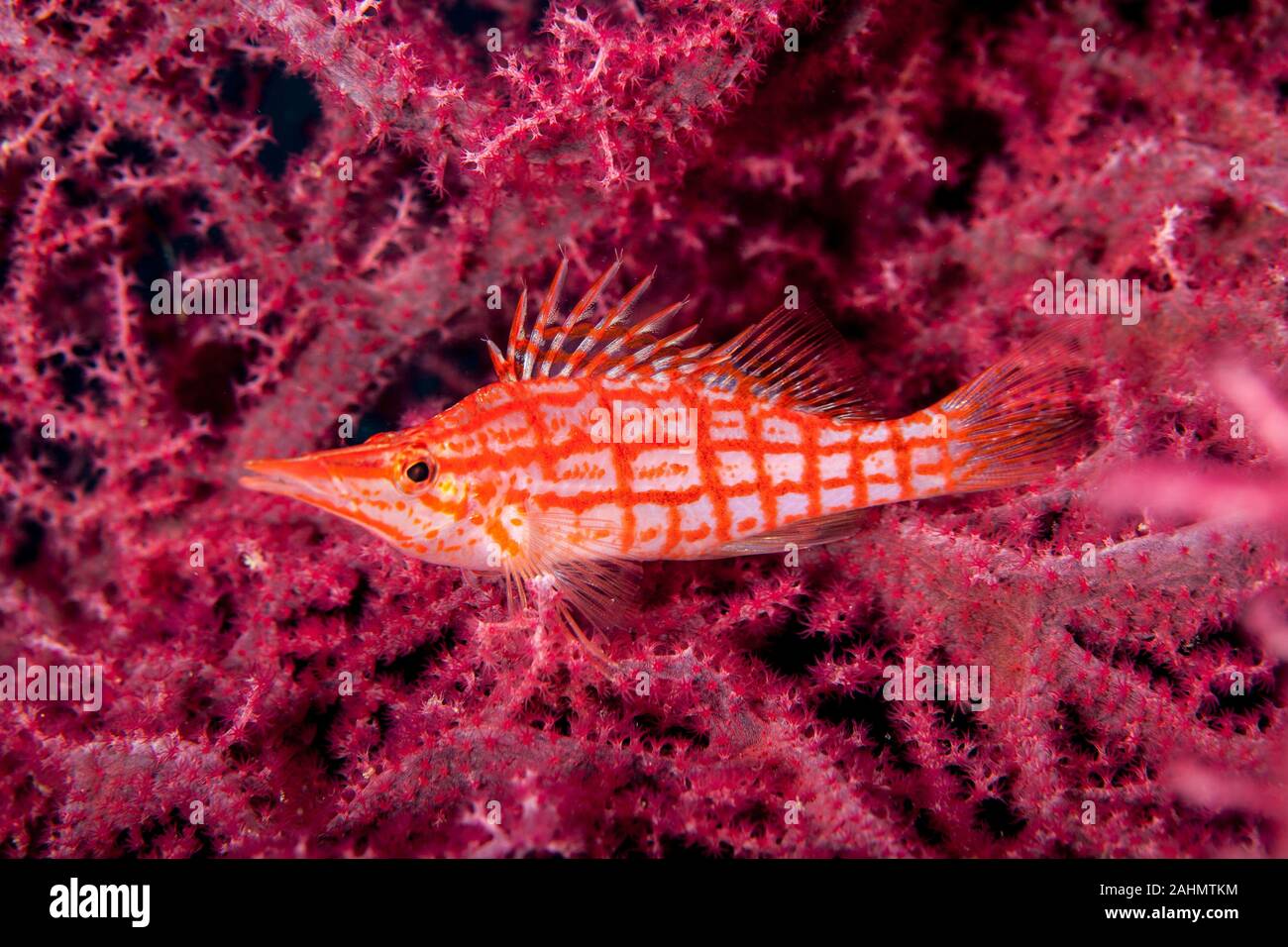 The hawkfishes are strictly tropical, perciform marine fishes of the ...