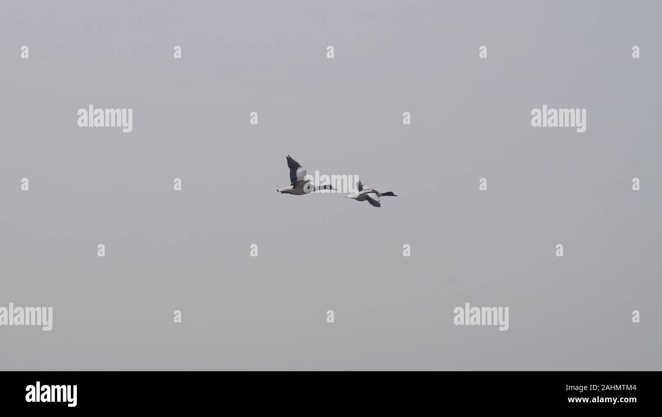 Shell Ducks in Flight Stock Photo - Alamy