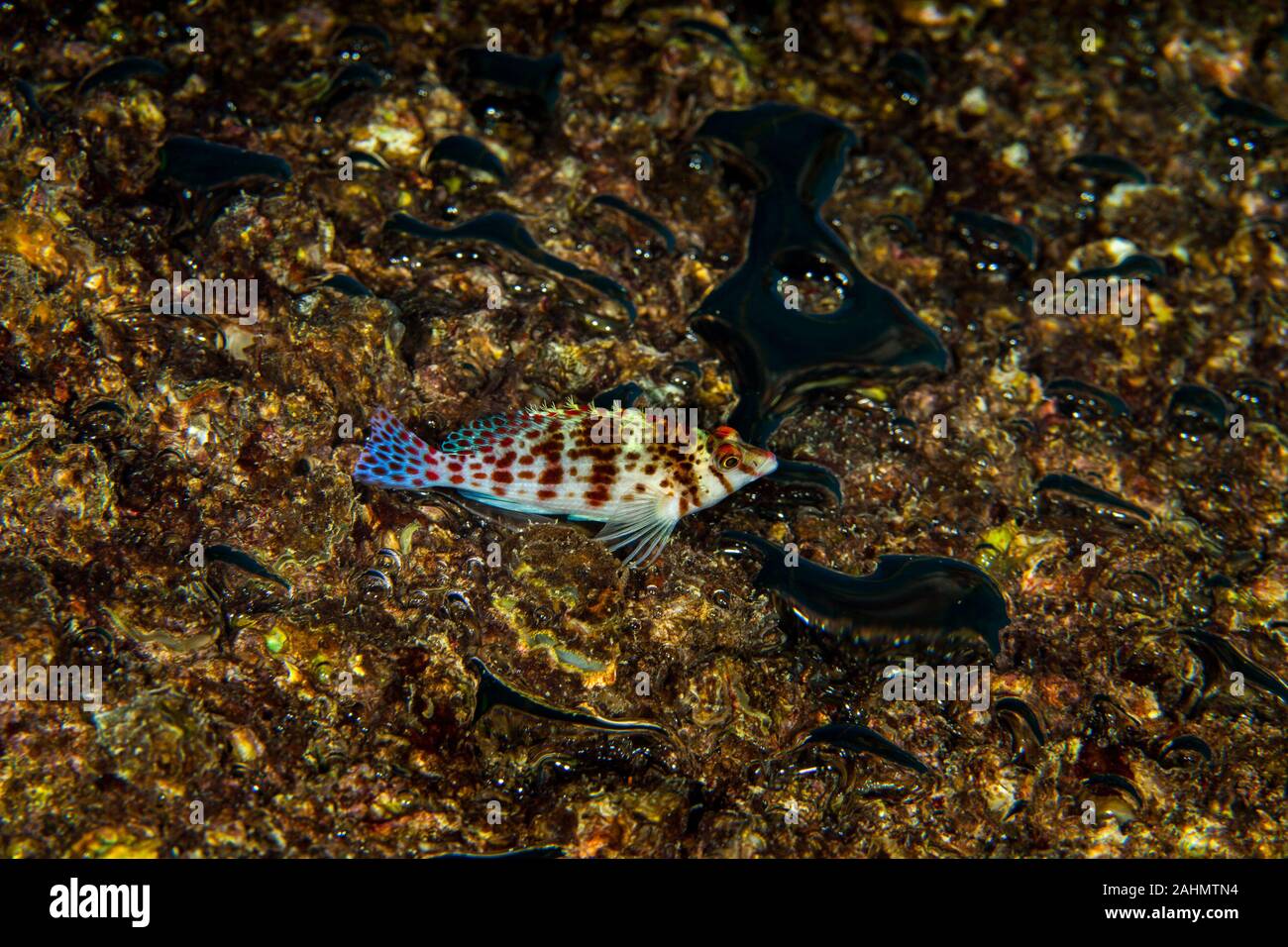 The hawkfishes are strictly tropical, perciform marine fishes of the ...