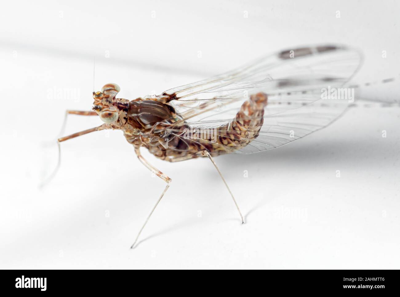 Macro Photography of Mayfly on White Floor Stock Photo - Alamy