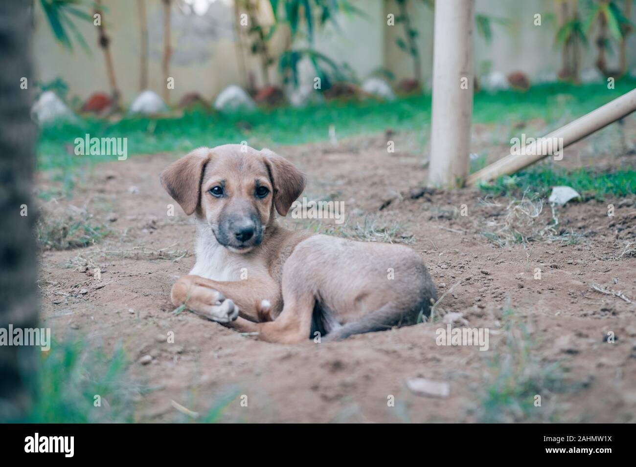a cute stray puppy in india Stock Photo - Alamy